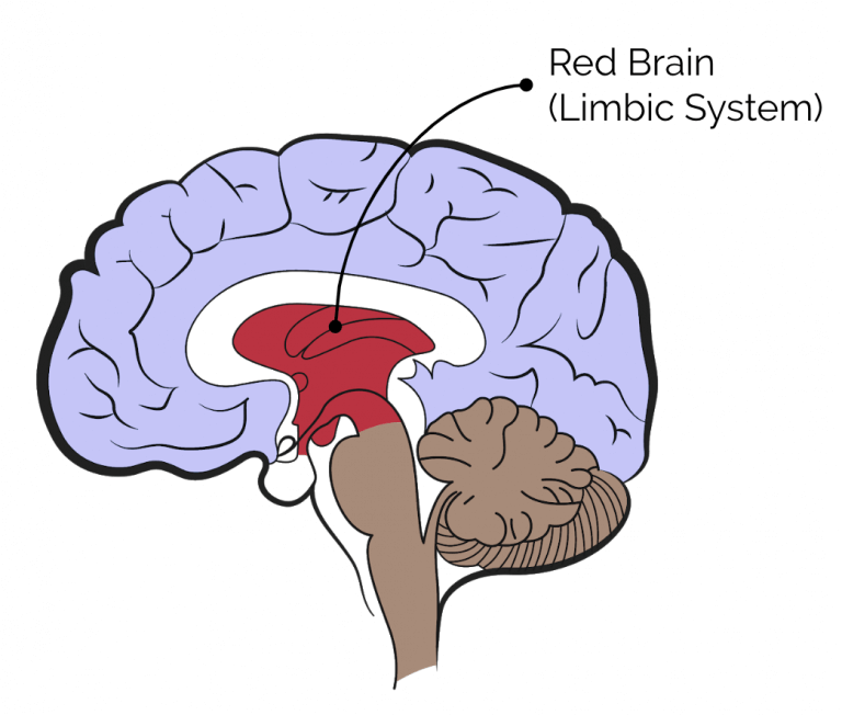 The Limbic Leap Uncommon Sense Parenting With Allana Robinson